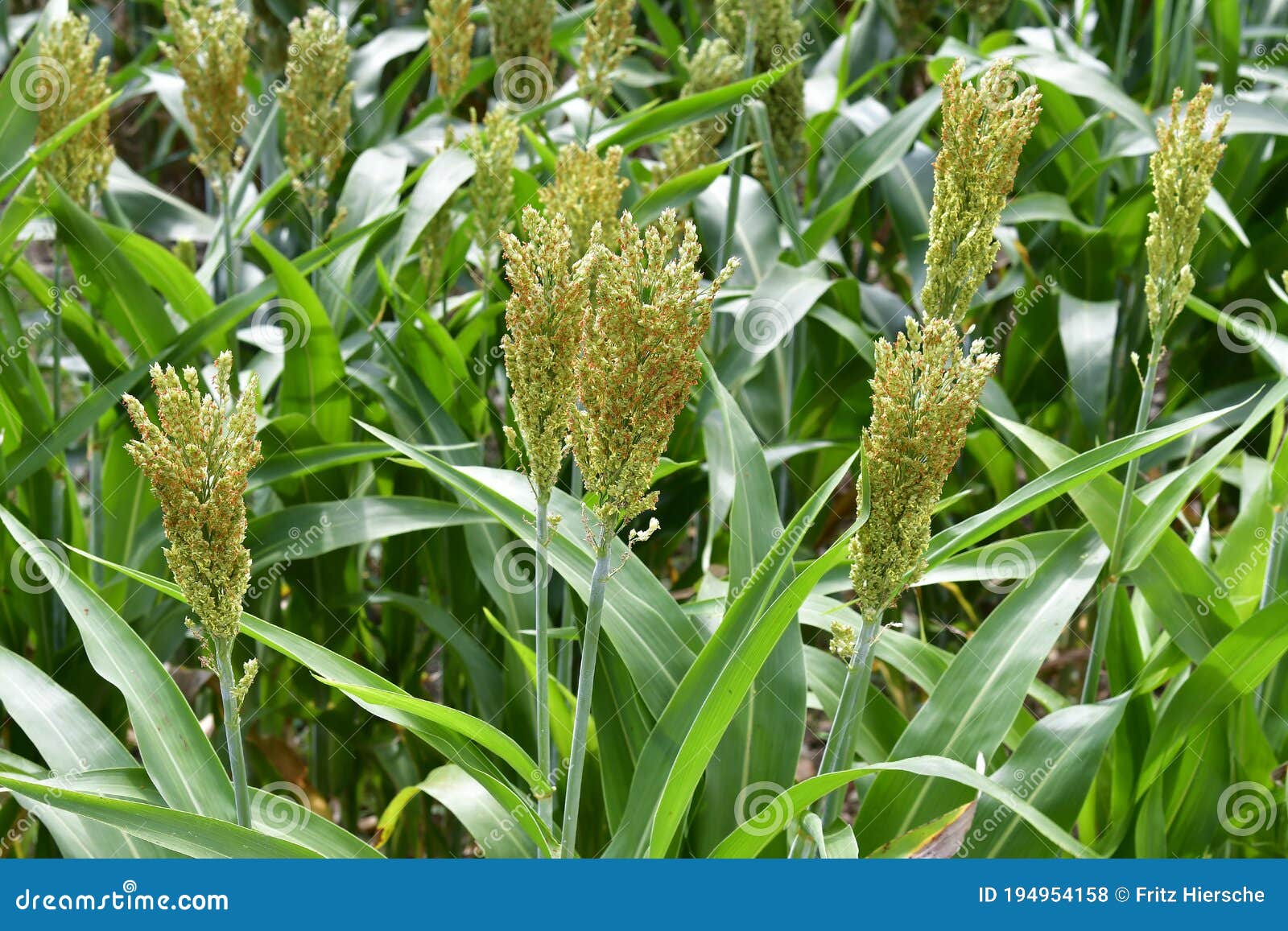 Agriculture, Foxtail Millet Stock Photo - Image of horizontal, soghum ...