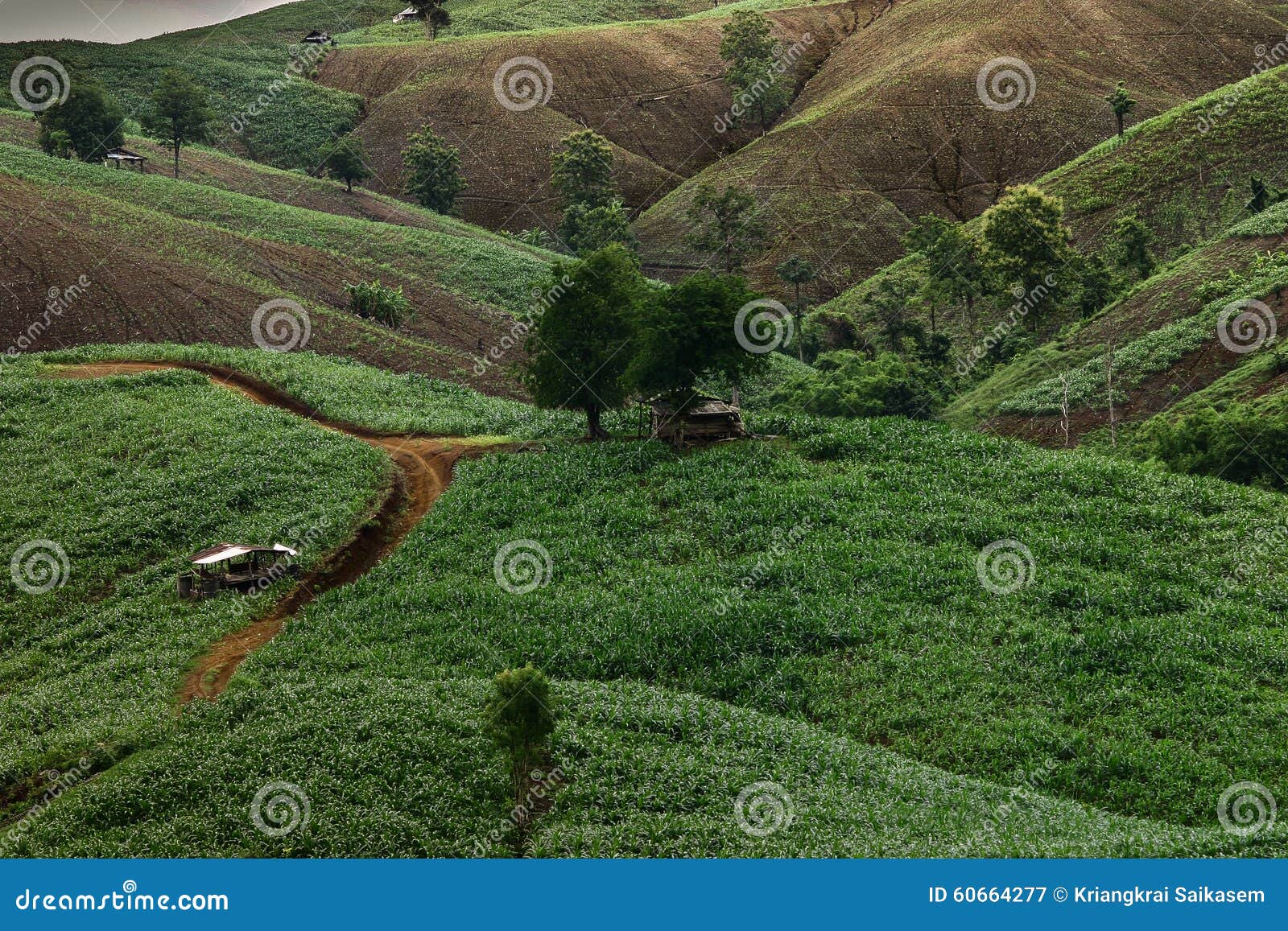 Agriculture on mountain stock image. Image of tree, nature - 60664277