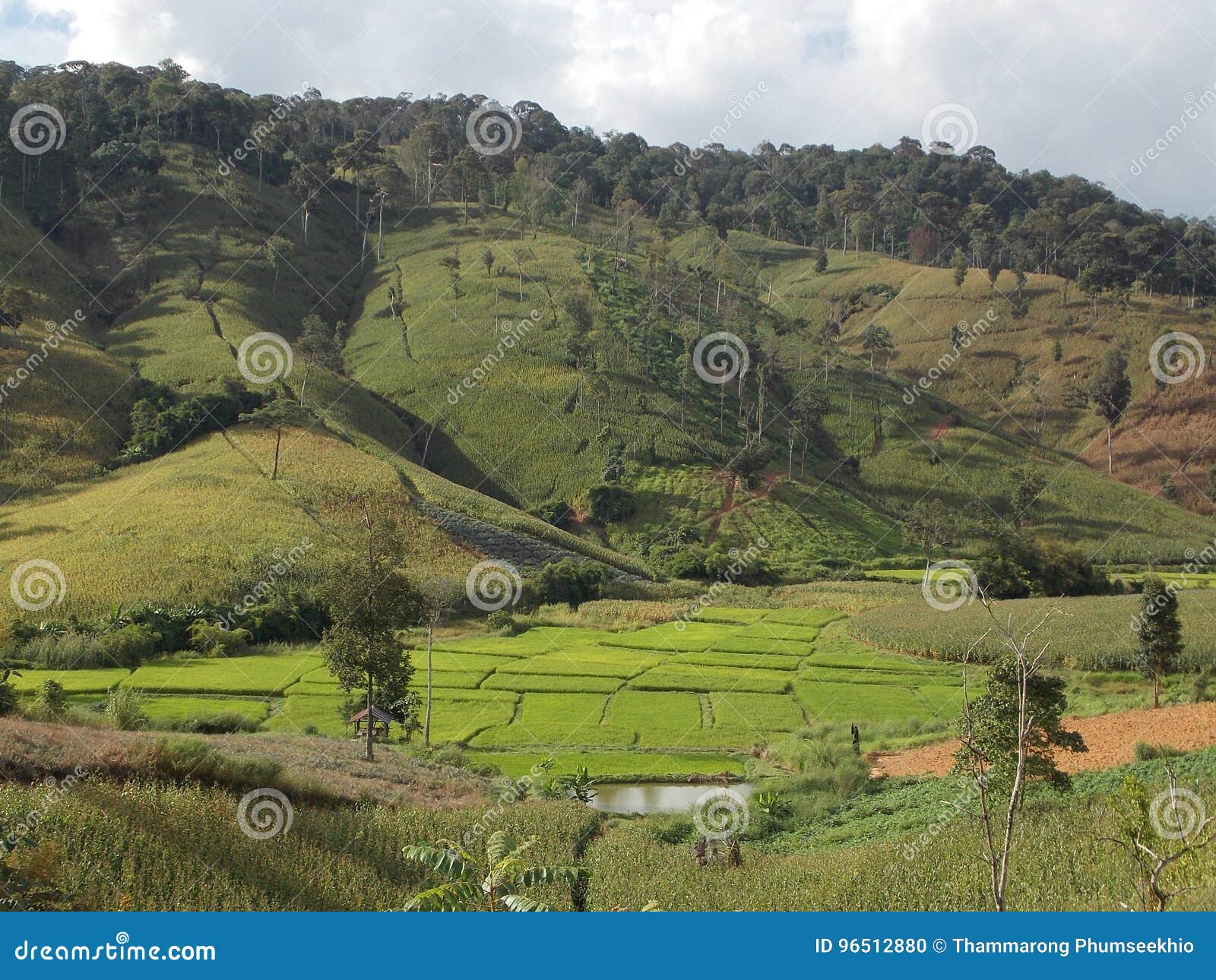 Agriculture on the Mountain Stock Photo - Image of agriculture ...