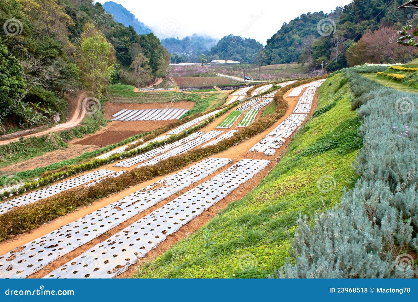 Agriculture on the Mountains. Stock Photo - Image of pesticide, nature ...