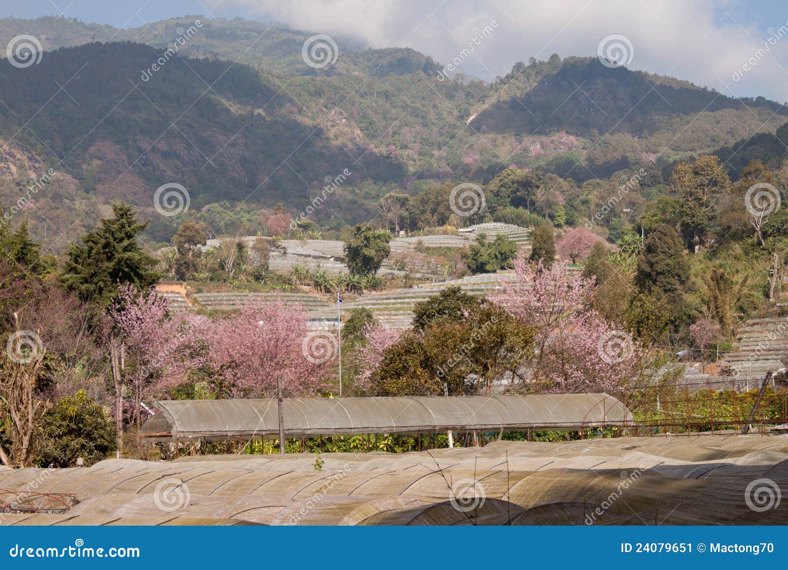 Agriculture on the Mountains. Stock Image - Image of farm, formation ...