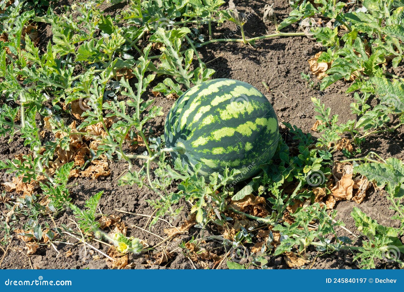 Agriculture. Natural Watermelon Growing in the Field Stock Image ...