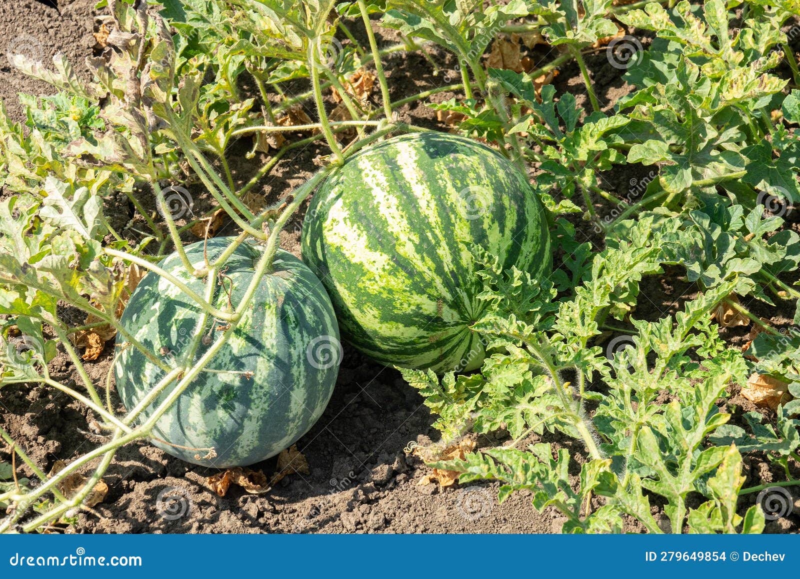 Agriculture. Natural Watermelon Growing in the Field Stock Photo ...