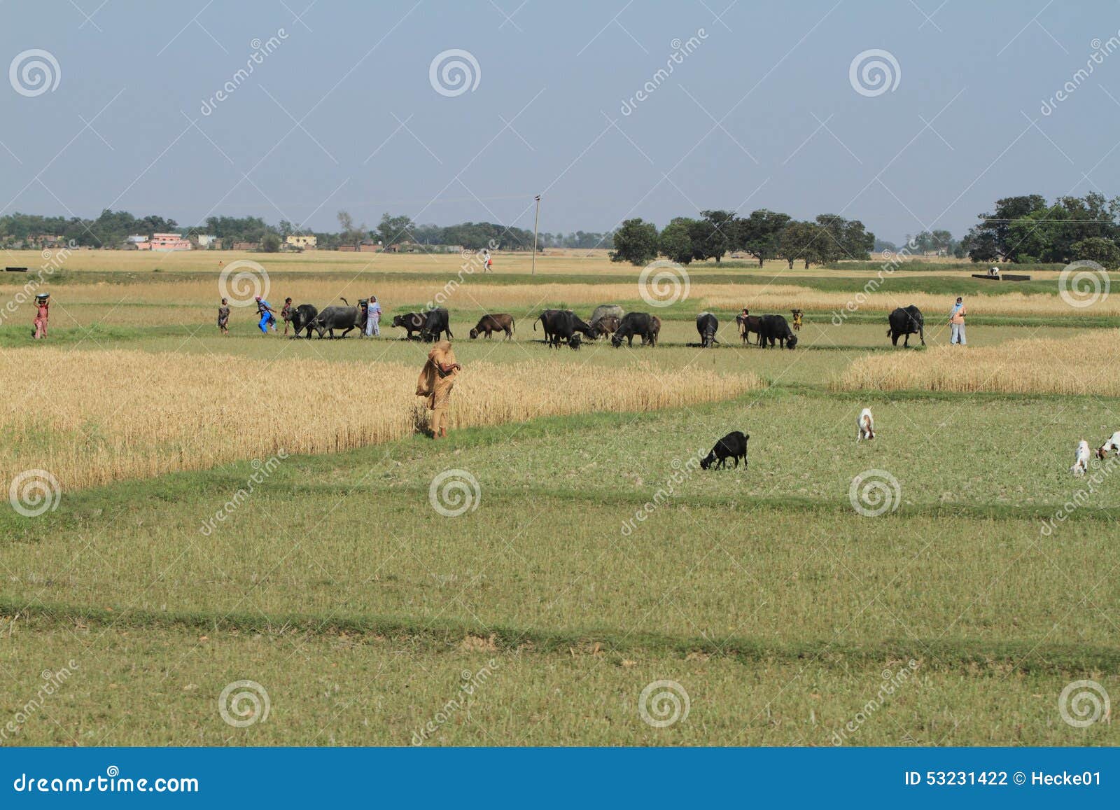 Agriculture in Nepal editorial photography. Image of thresh - 53231422