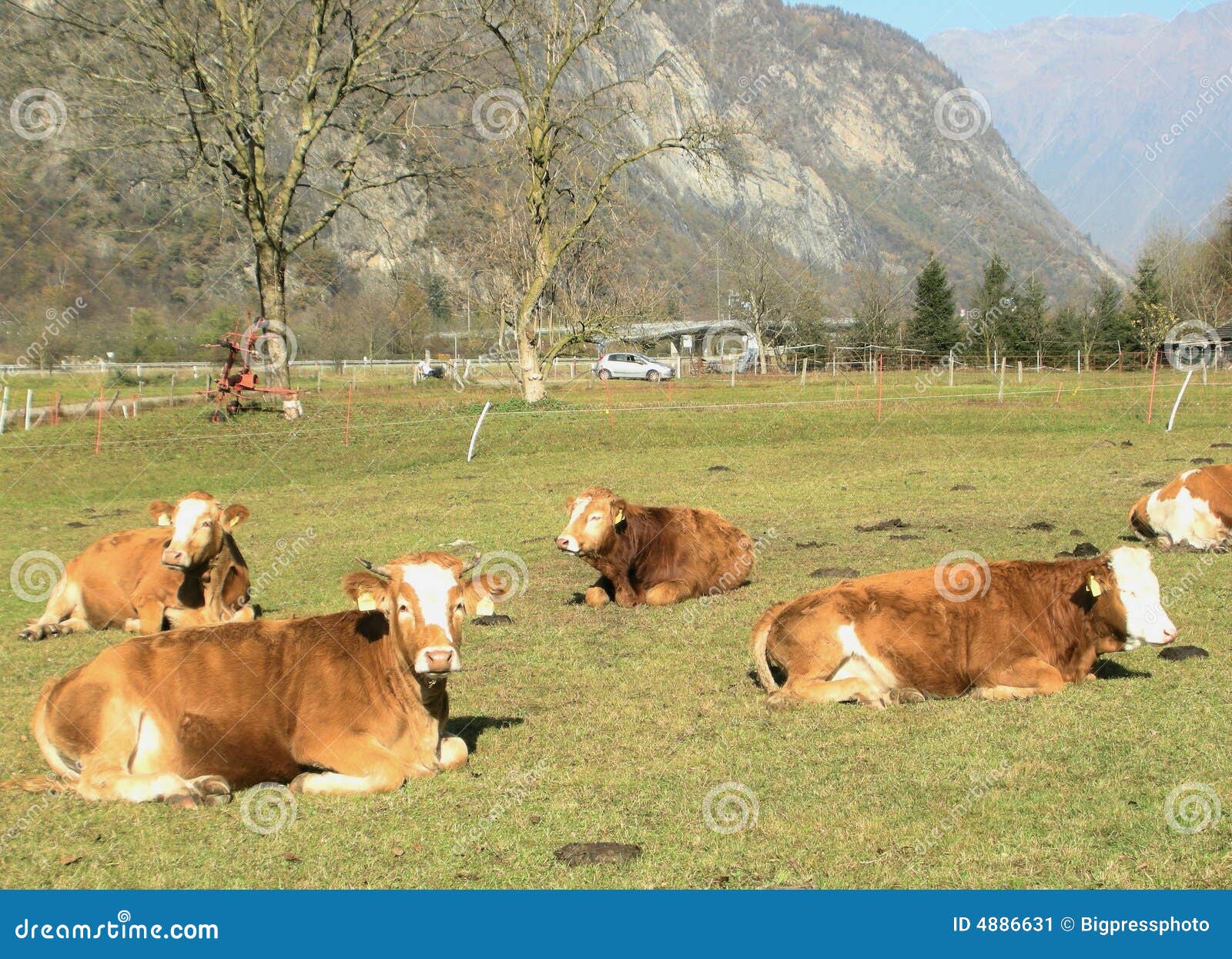 Agriculture Organic Dairy Farm Stock Image - Image of open, european ...