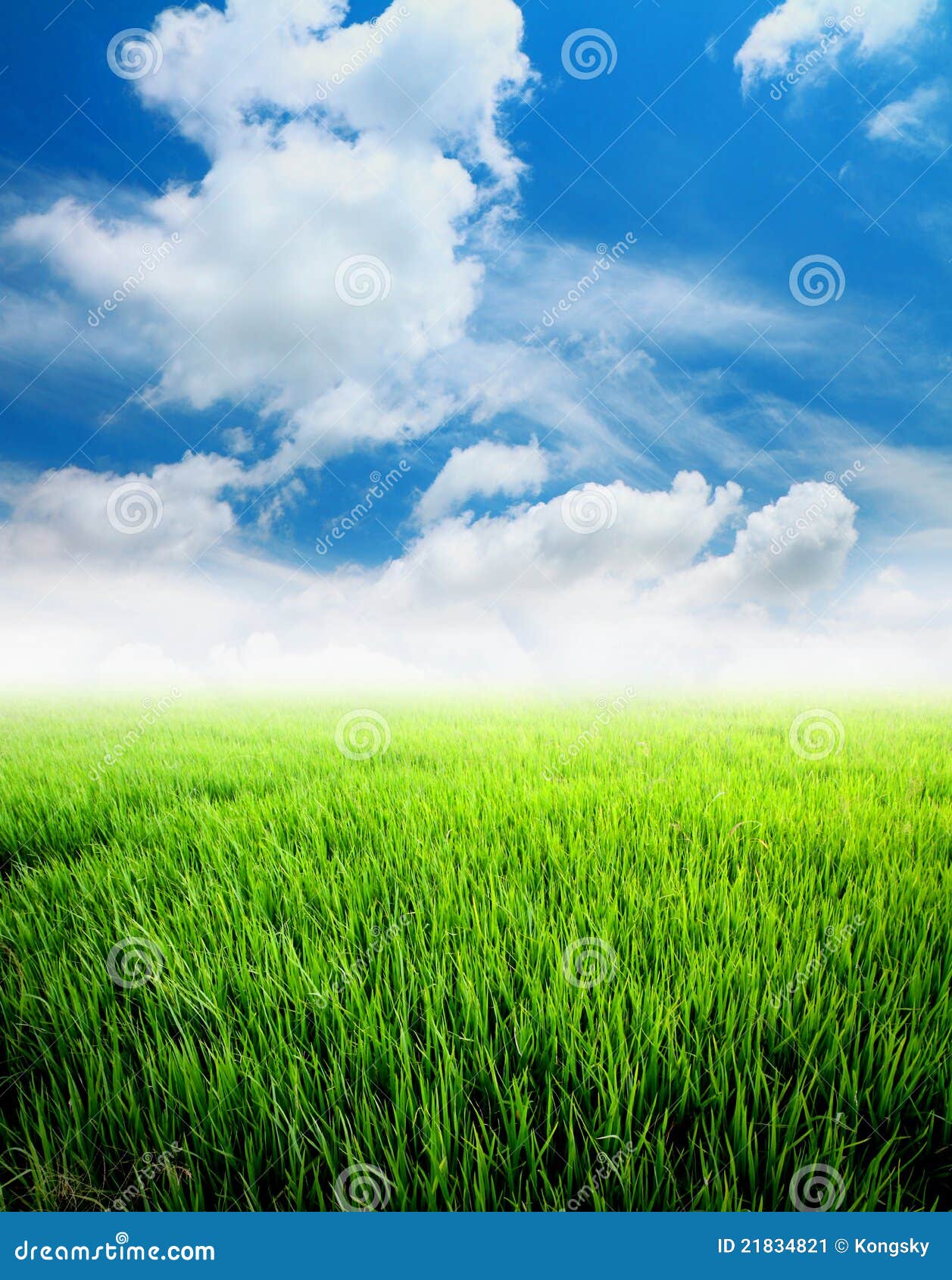 Agriculture Paddy Field with Blue Sky Stock Image - Image of farm ...