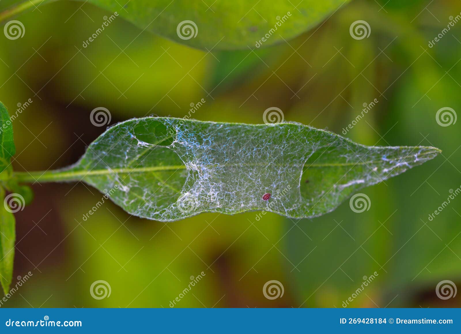 Agriculture Pests, Spider Mite Web on Pepper Leaf in Greenhouse Stock ...