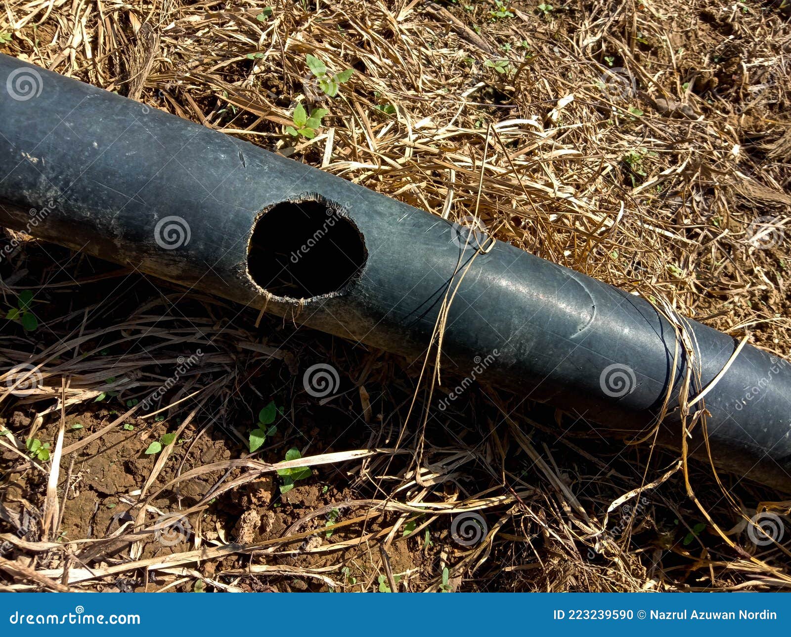 Agriculture Pipe Eat by Rat Stock Photo - Image of track, weapon: 223239590