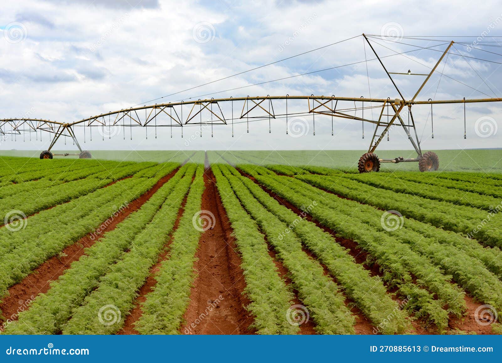 Agriculture, Pivot Irrigation System on Carrot Plantation Stock Image ...