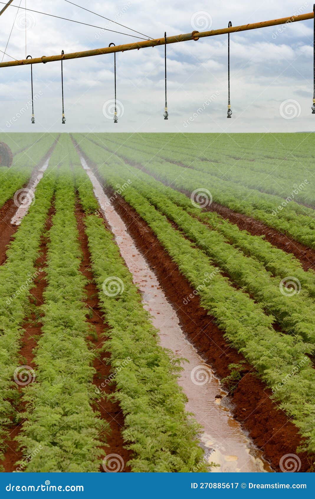 Agriculture, Pivot Irrigation System on Carrot Plantation Stock Image ...