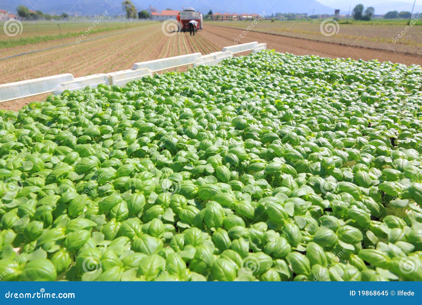 Agriculture, Plantation De Zone De Basilic Image stock - Image du ...