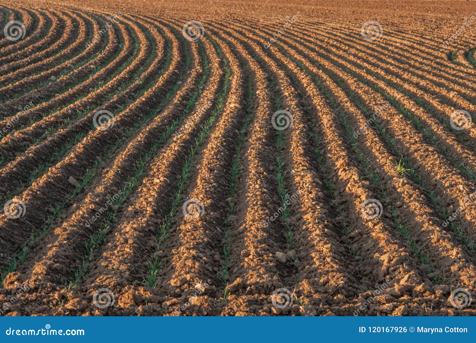 Plowed Field with Furrows and Patterns Stock Photo - Image of furrows ...