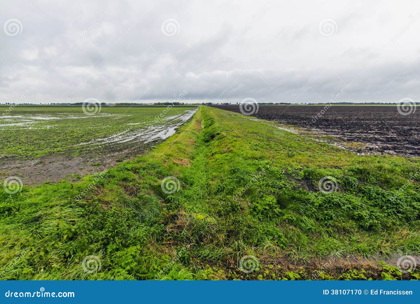Agriculture in the polder. stock photo. Image of green - 38107170