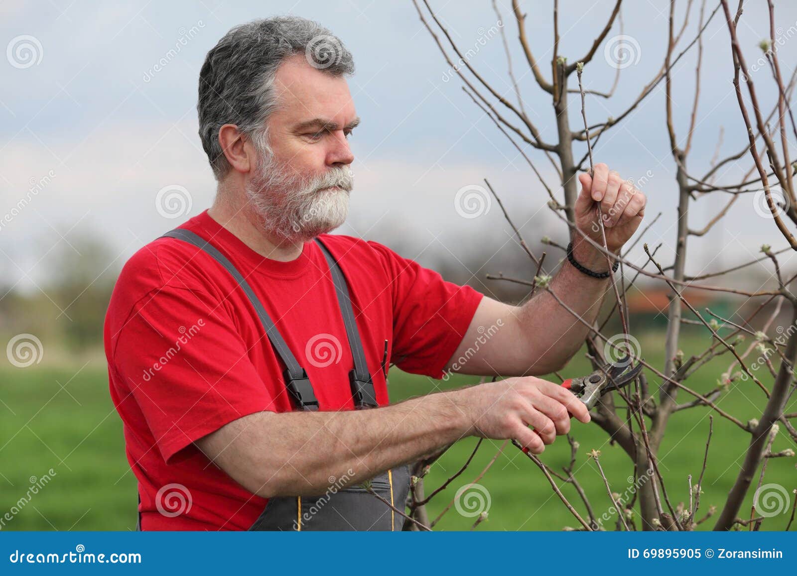 Agriculture, Pruning in Orchard Stock Image - Image of garden, pruner ...