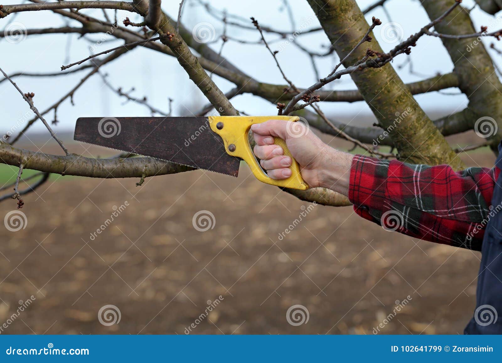 Agriculture, Pruning in Orchard Stock Image - Image of holding, pruner ...