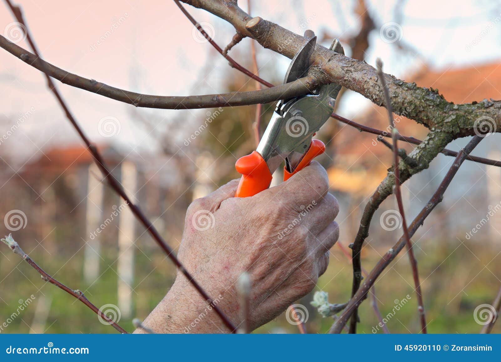 Agriculture, Pruning in Orchard Stock Photo - Image of closeup, apple ...