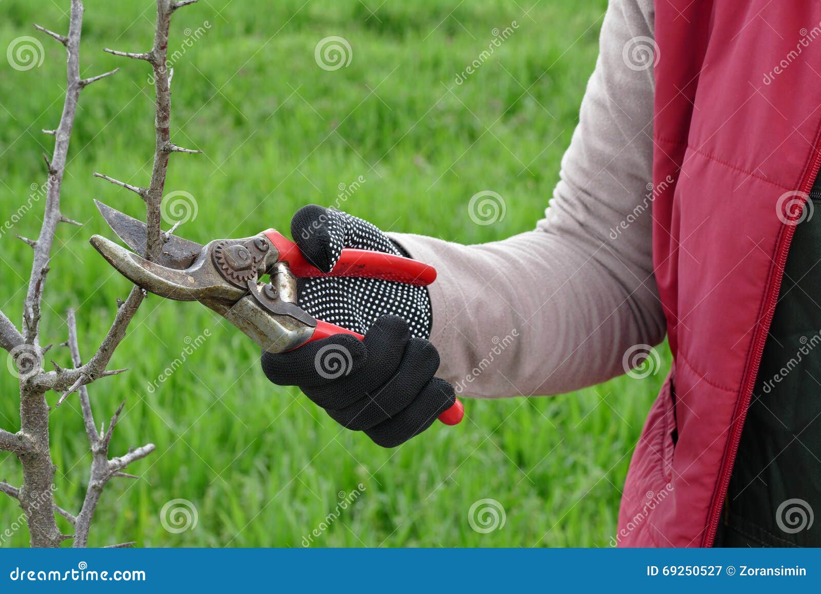 Agriculture, Pruning in Orchard Stock Image - Image of gardener, hand ...