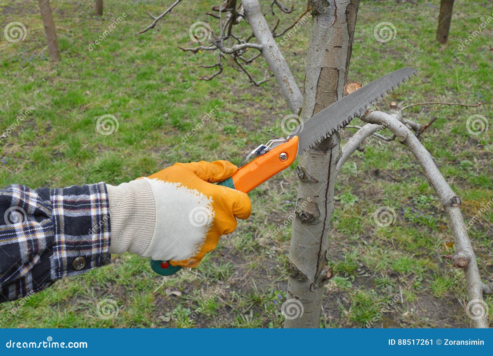 Agriculture, Pruning Tree in Orchard Stock Image - Image of prune ...