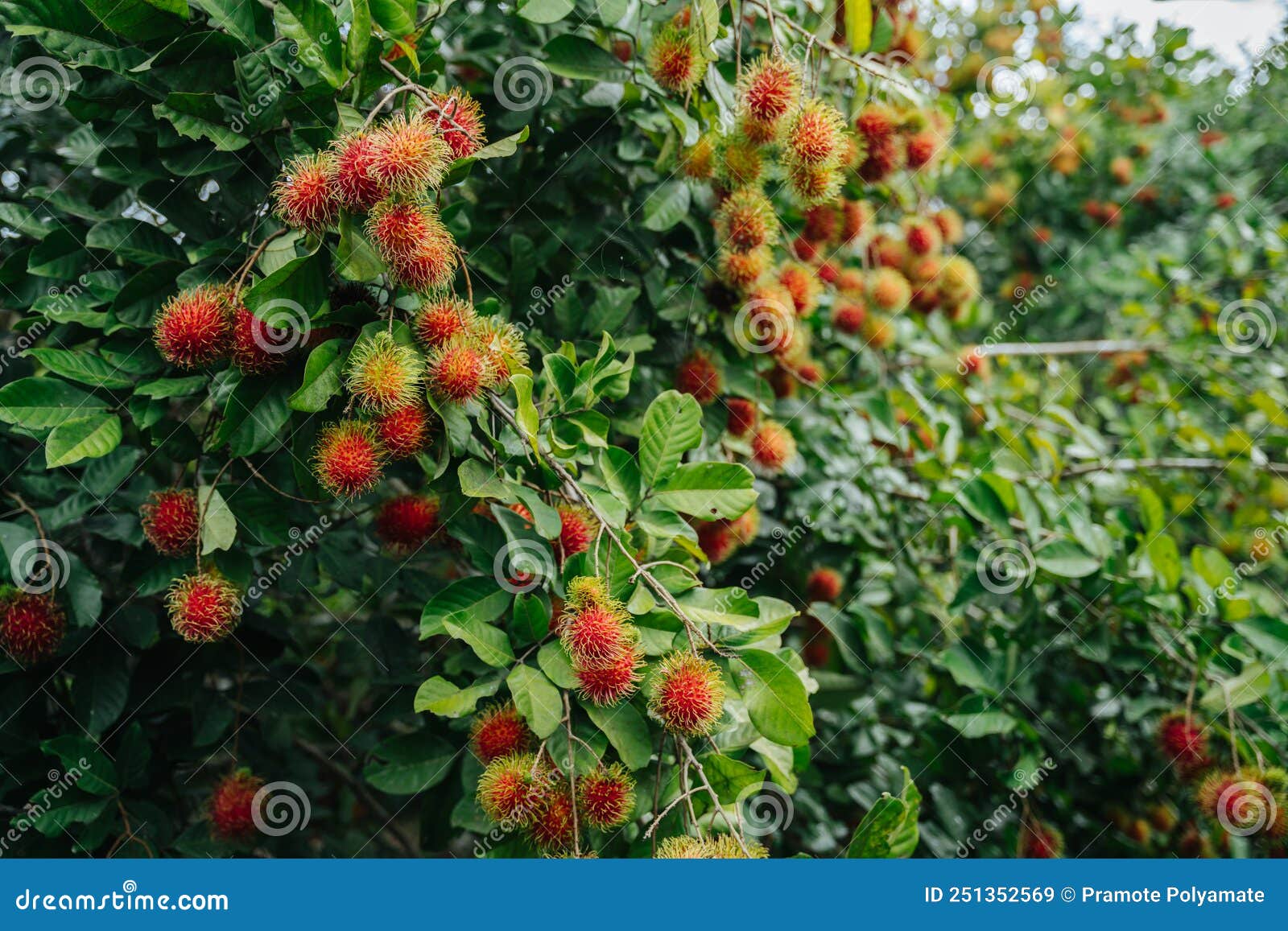 Agriculture, Red Rambutan is on the Rambutan Tree Stock Image - Image ...