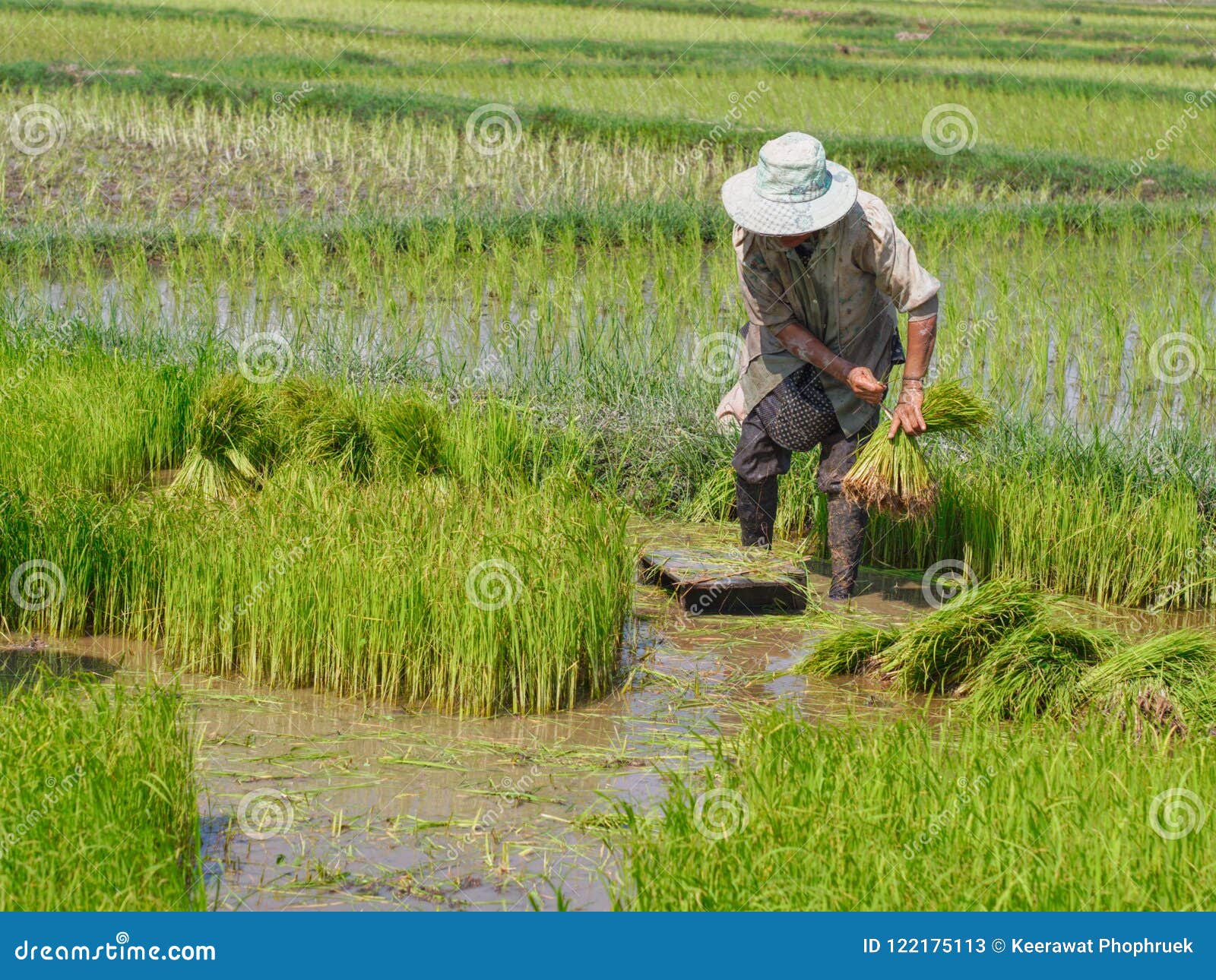 Agriculture in rice fields editorial stock photo. Image of outdoor ...