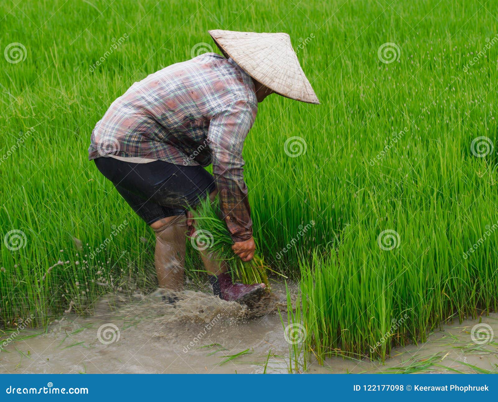 Agriculture in rice fields editorial stock photo. Image of rice - 122177098