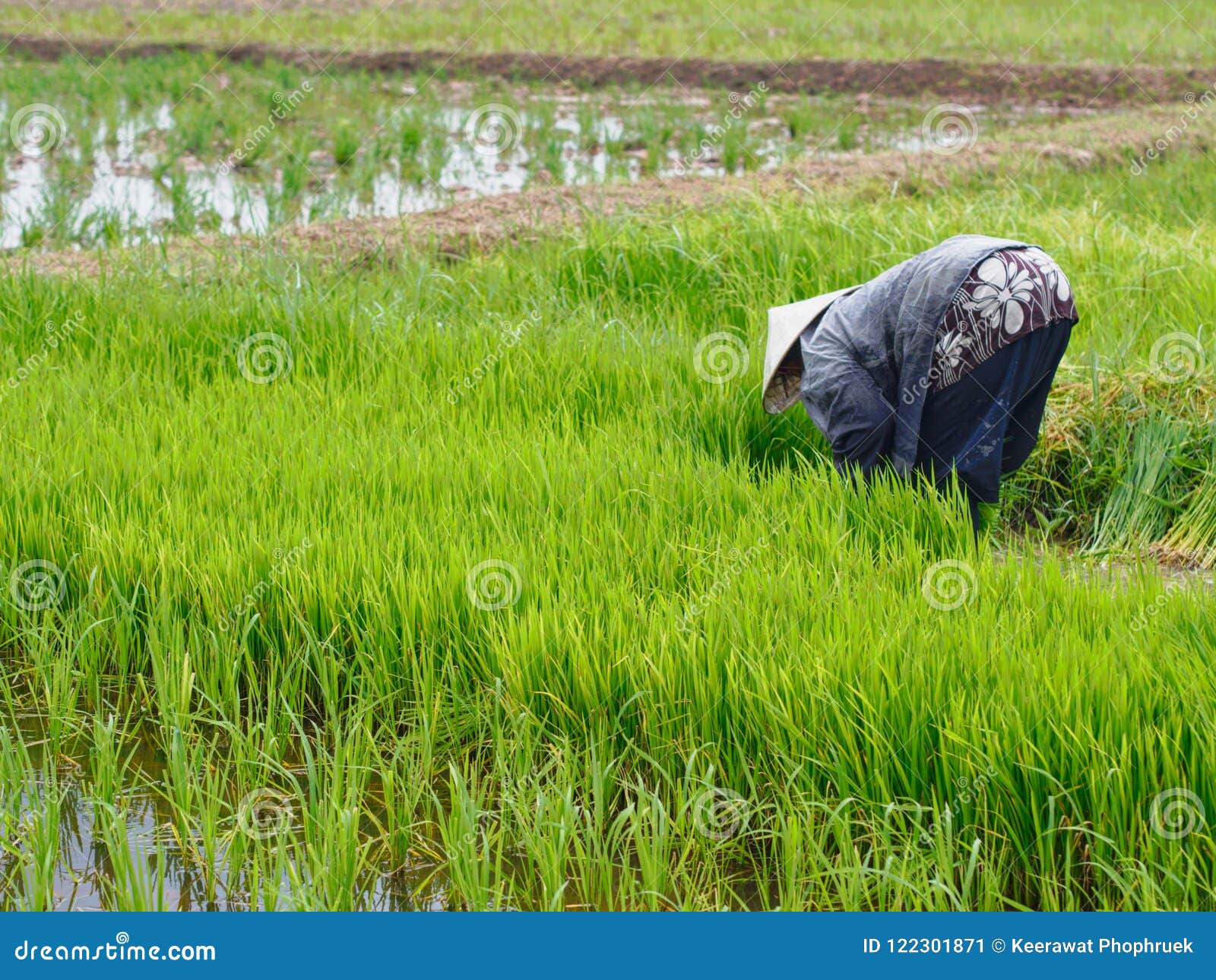 Agriculture in rice fields stock image. Image of farming - 122301871