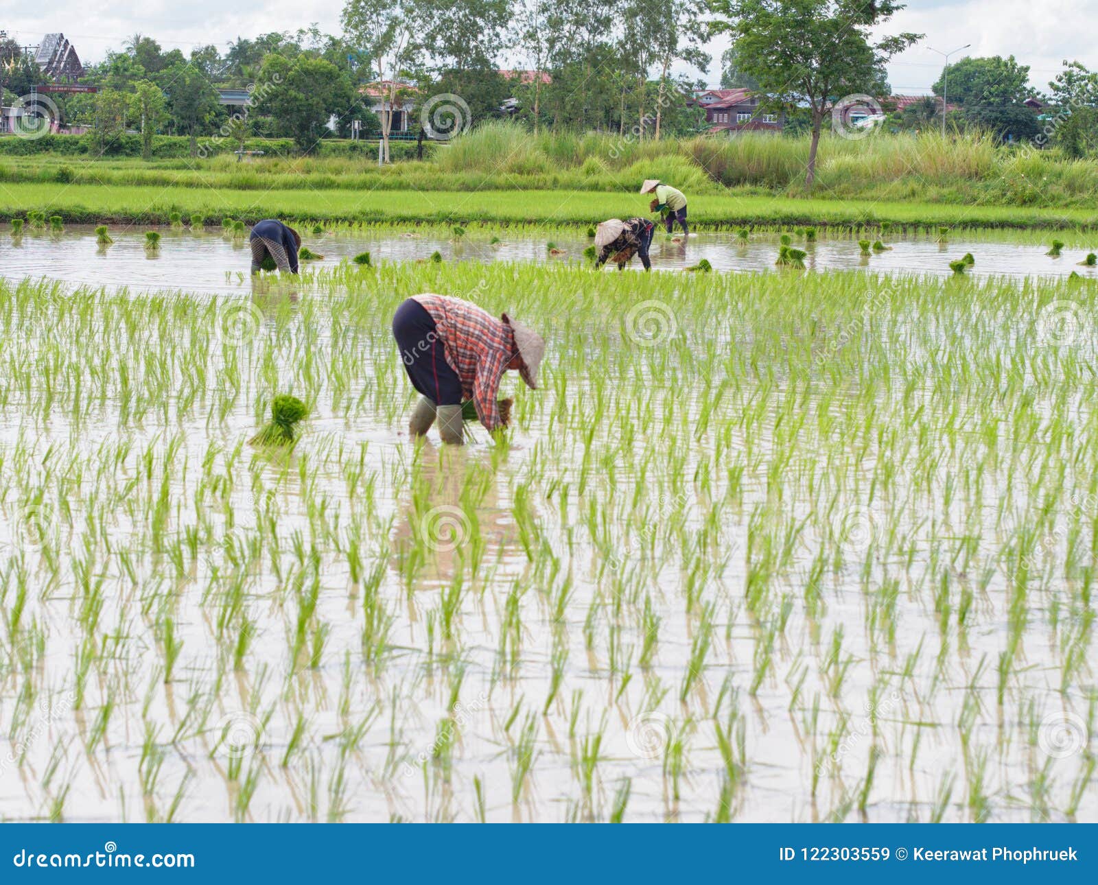 Agriculture in rice fields stock image. Image of work - 122303559