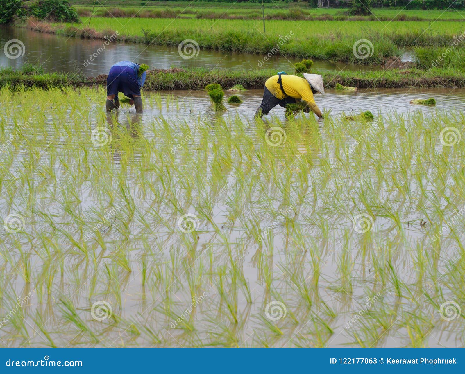 Agriculture in rice fields editorial stock photo. Image of agriculture ...