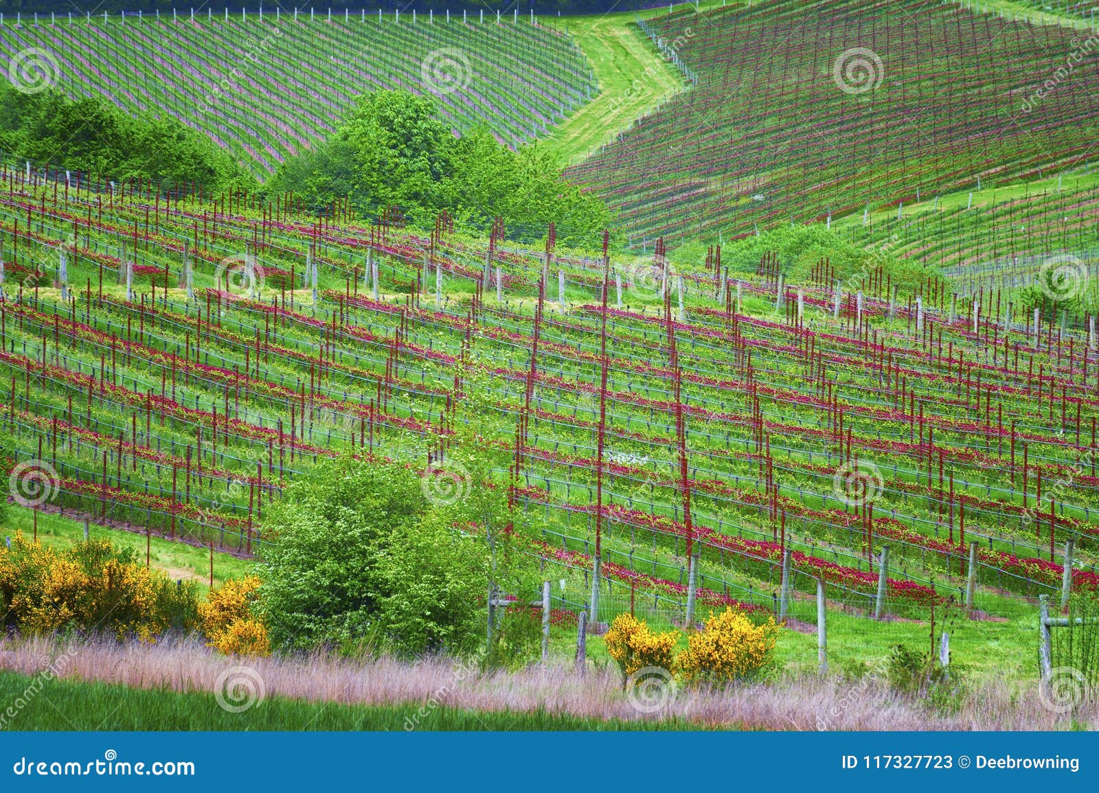 Agriculture Rolling Hillside of Vineyards with Rows of Red Clove Stock ...