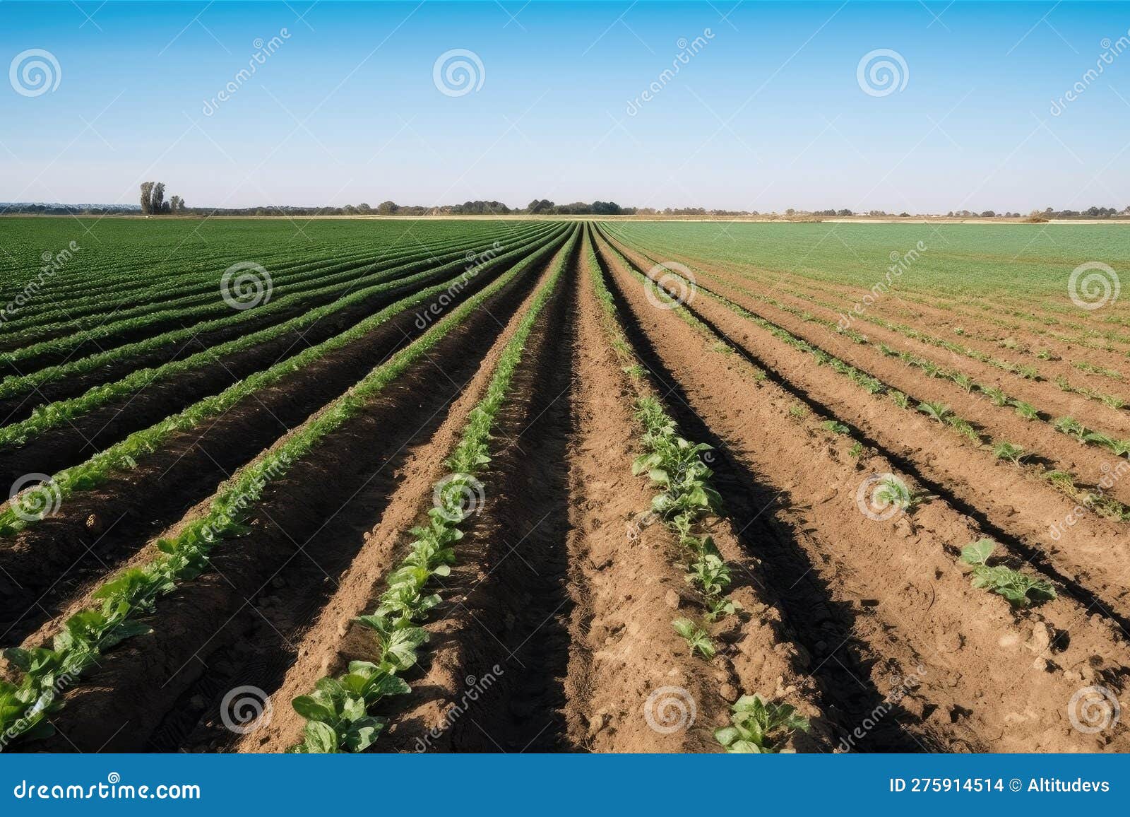 Agriculture, with Row of Crops Growing in the Field Stock Illustration ...