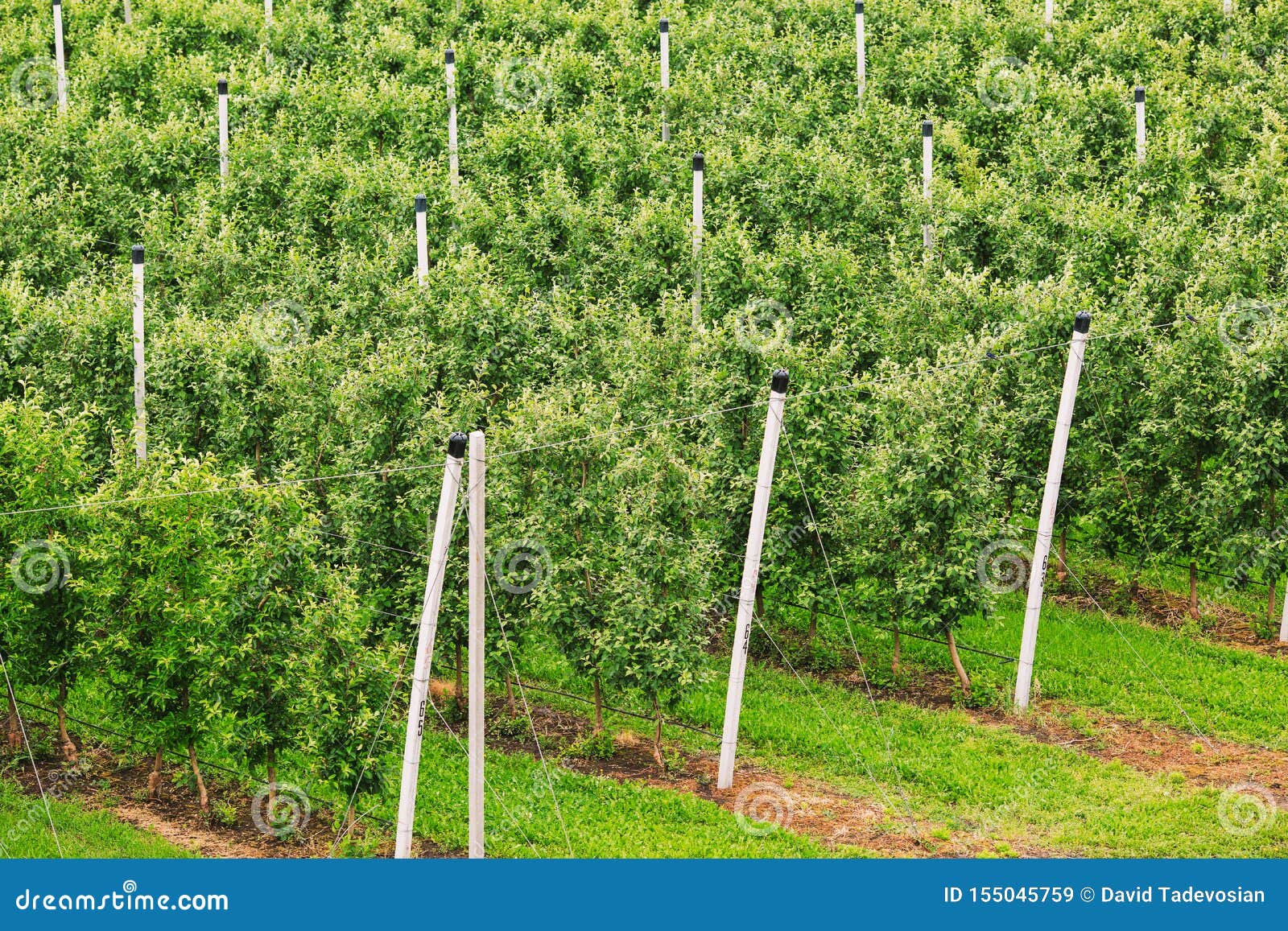 Agriculture. Rows of Apple Trees Grow. Apple Orchard. Stock Image ...