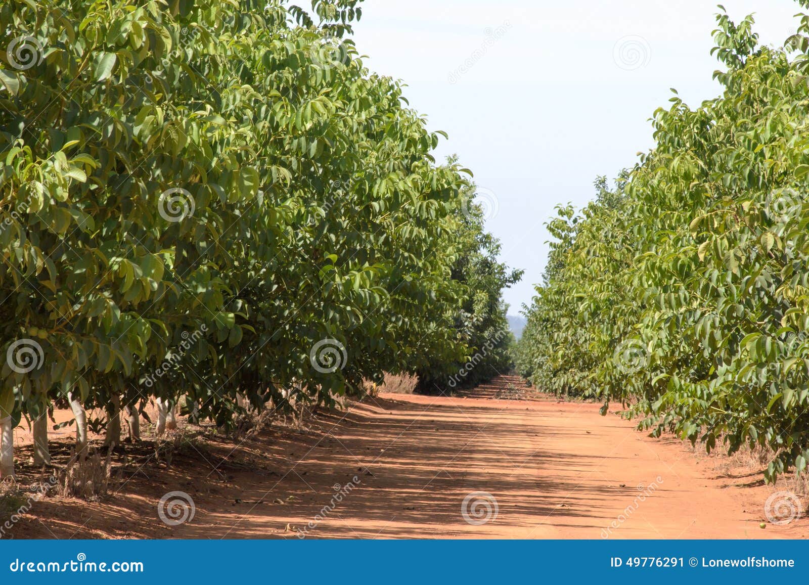 Agriculture stock image. Image of landscape, plantation - 49776291