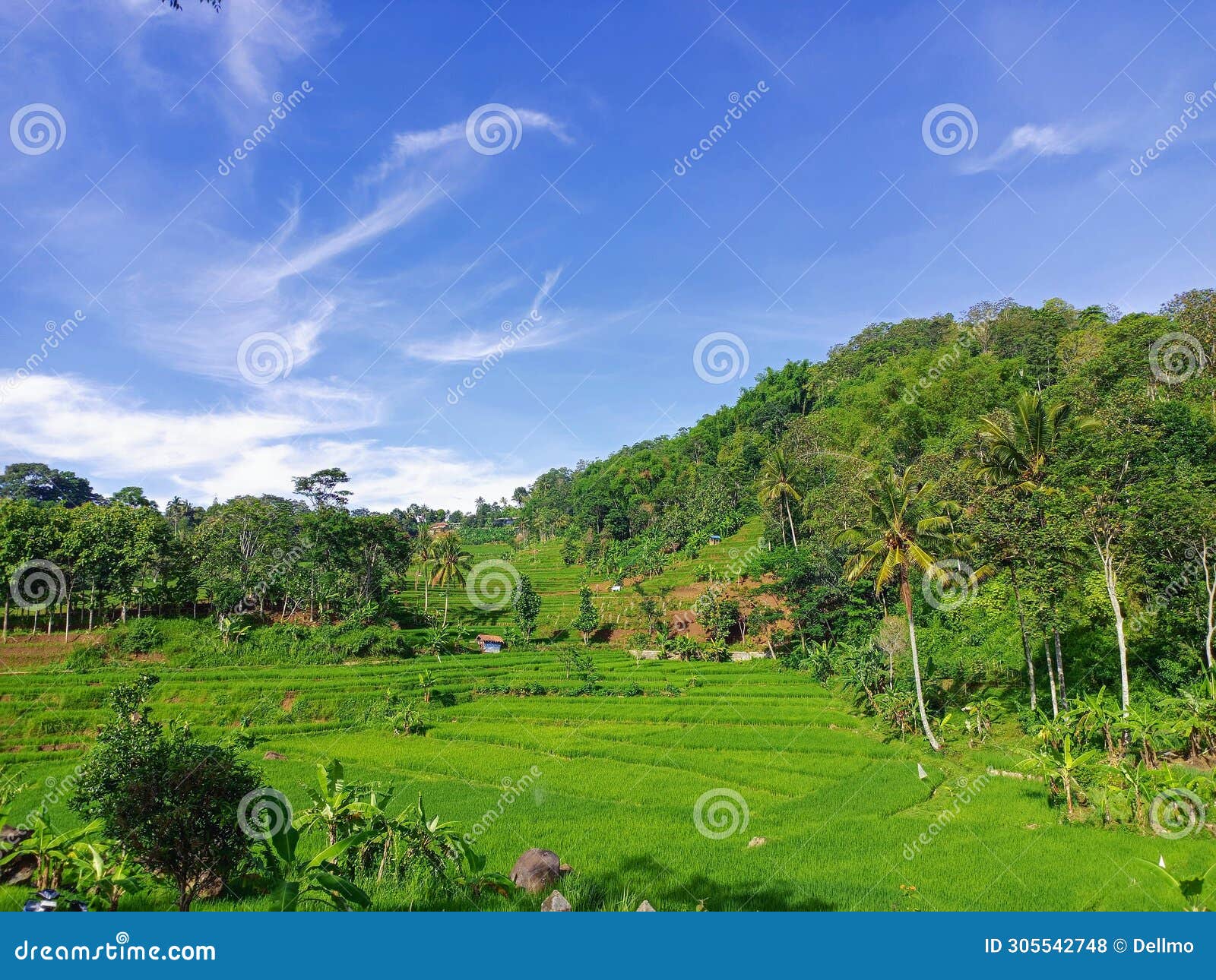 Agriculture in Rural Areas in Indonesia, West Java Stock Photo - Image ...