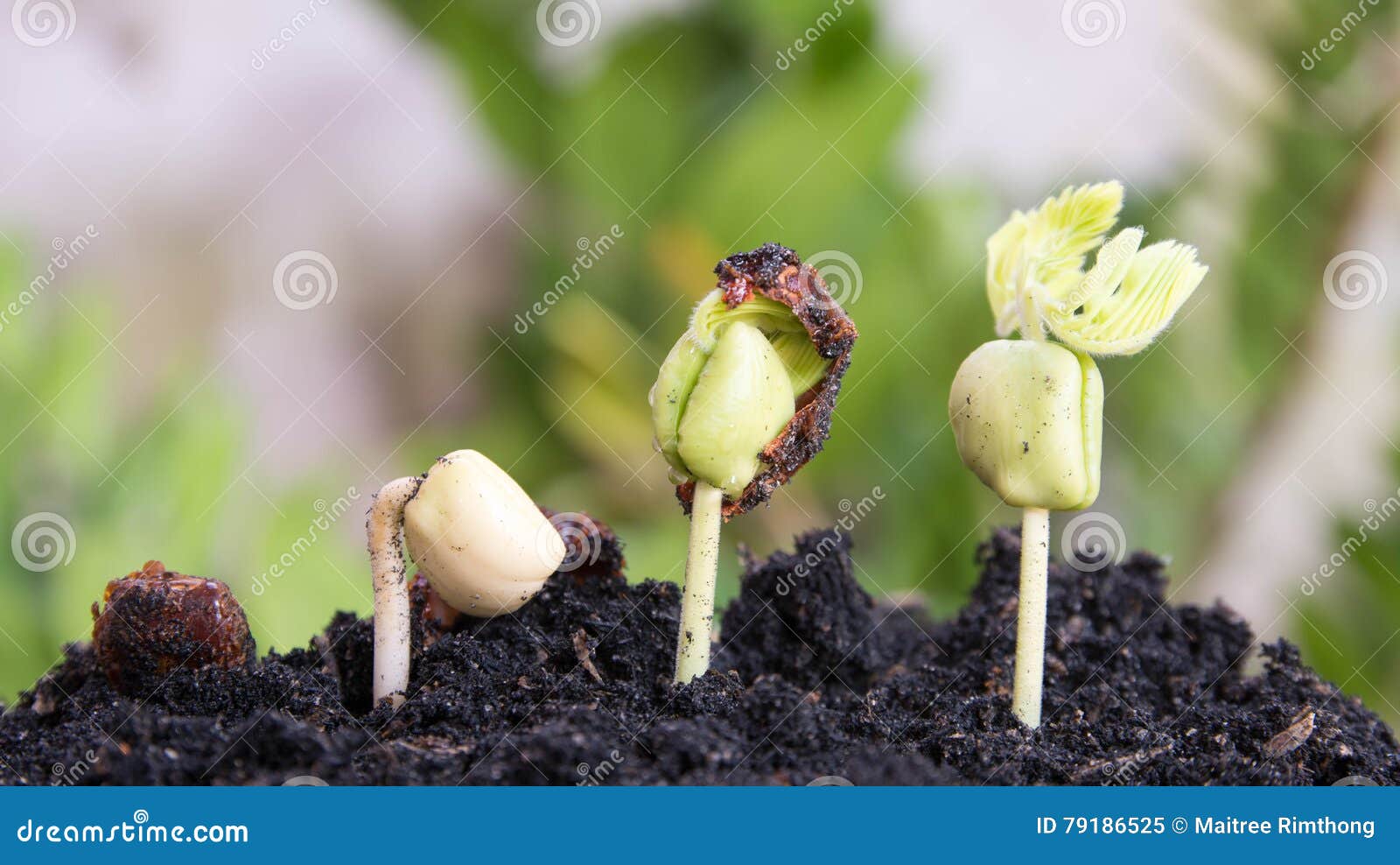 Agriculture and Seeding Plant Seed Growing Step Concept Stock Image ...