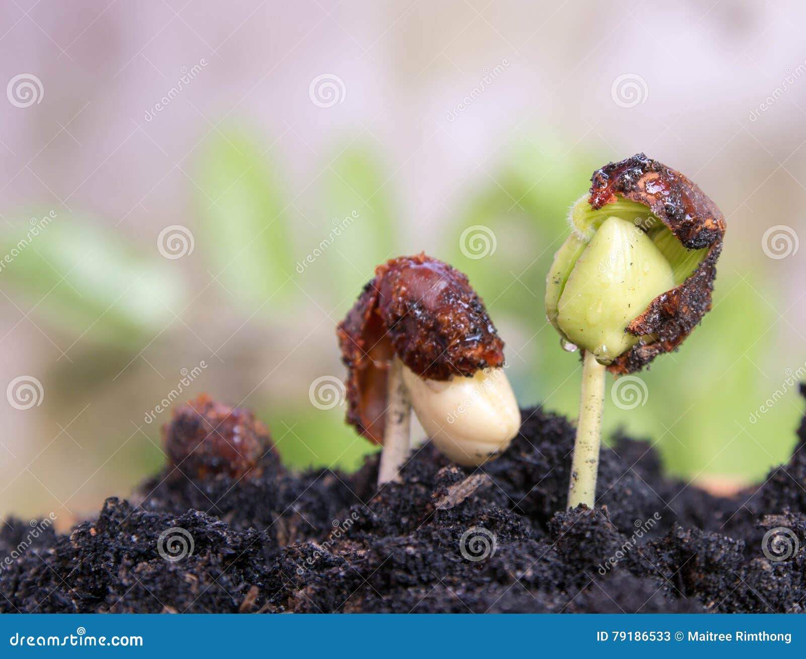 Agriculture and Seeding Plant Seed Growing Step Concept Stock Image ...