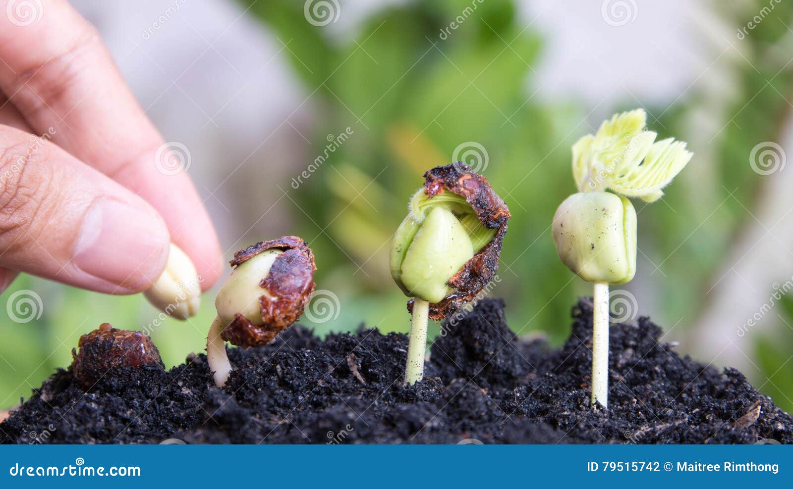 Agriculture and Seeding Plant Seed Growing Step Concept Stock Photo ...