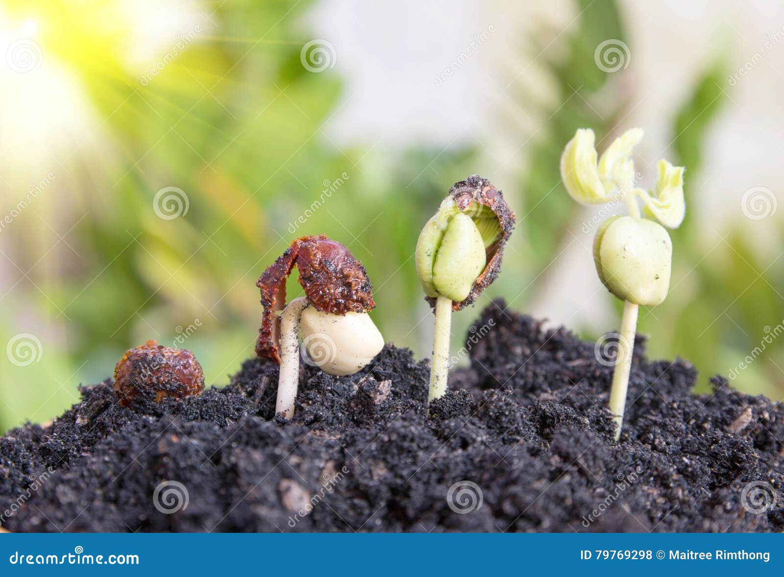 Agriculture and Seeding Plant Seed Growing Step Concept Stock Photo ...