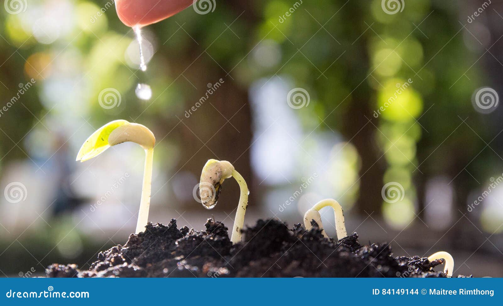 Agriculture and Seeding Plant Seed Growing Step Concept Stock Photo ...