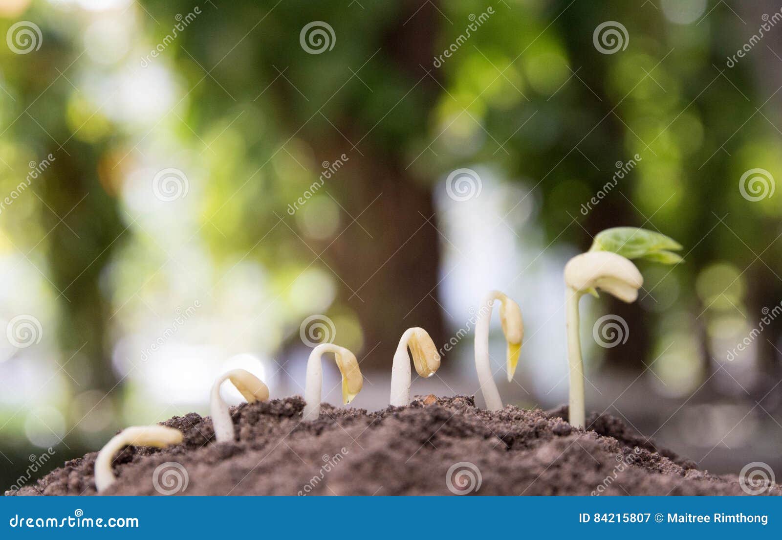 Agriculture and Seeding Plant Seed Growing Step Concept Stock Image ...