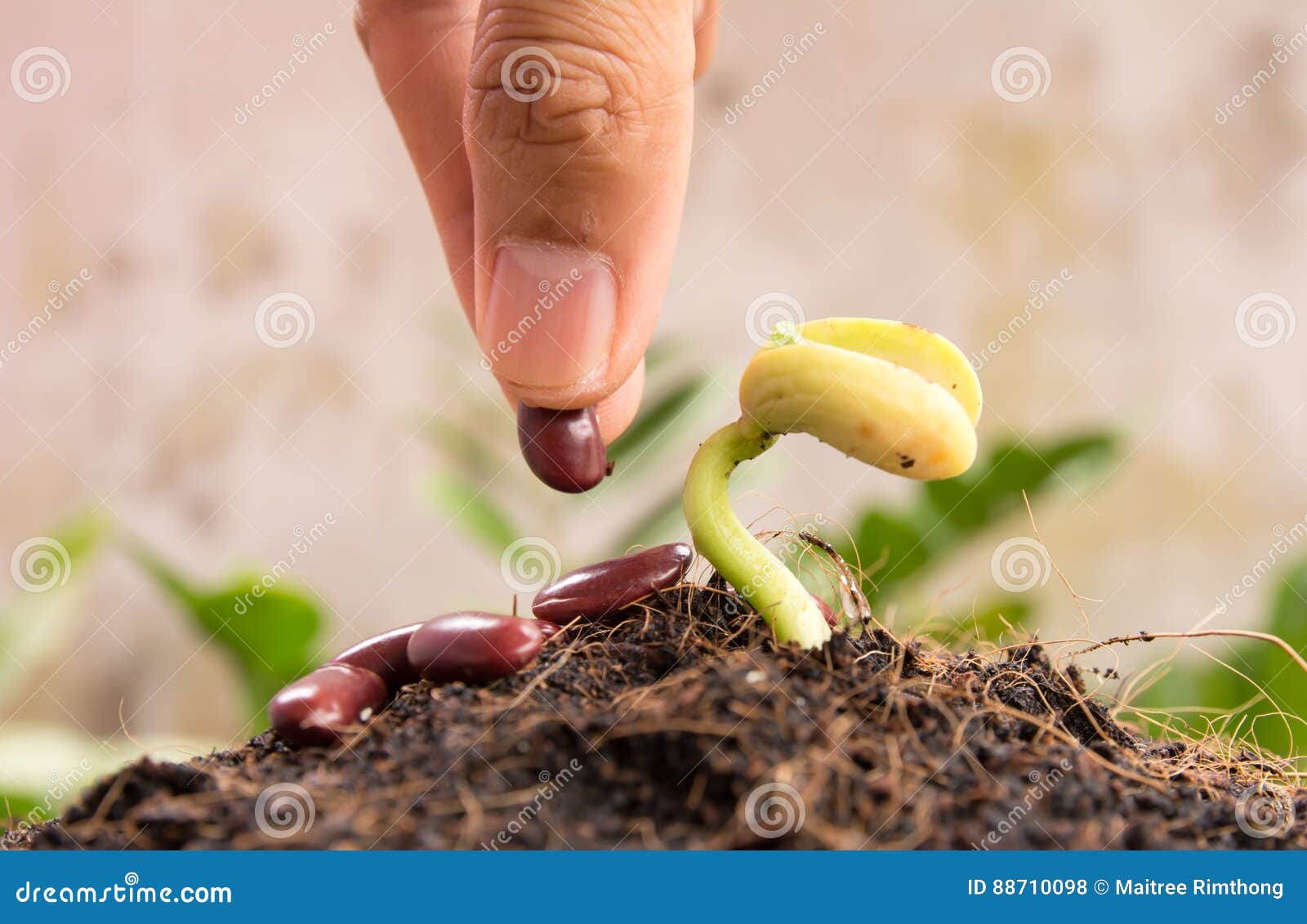Agriculture and Seeding Plant Seed Growing Step Concept Stock Photo ...