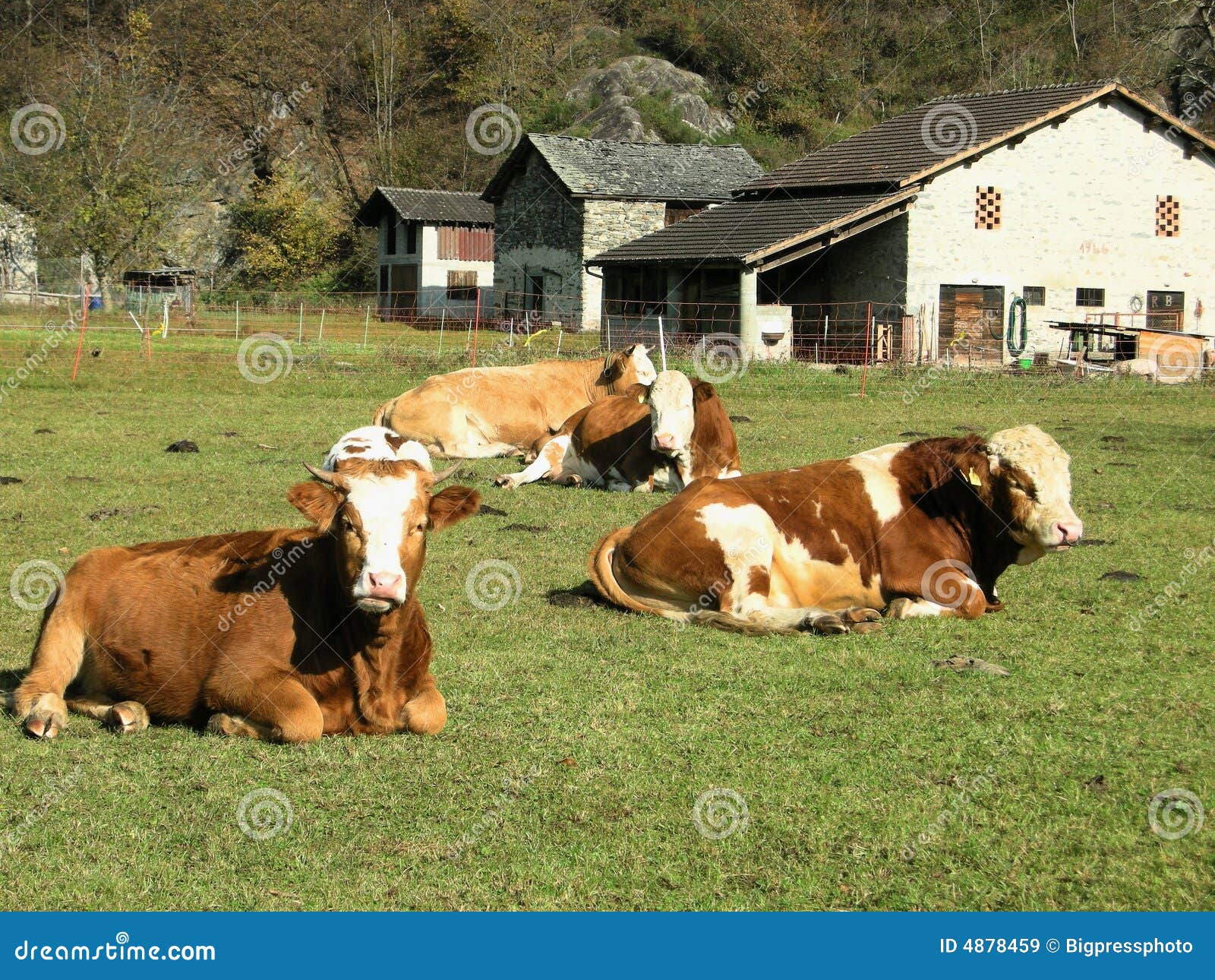 Agriculture Slow food farm stock image. Image of beef - 4878459