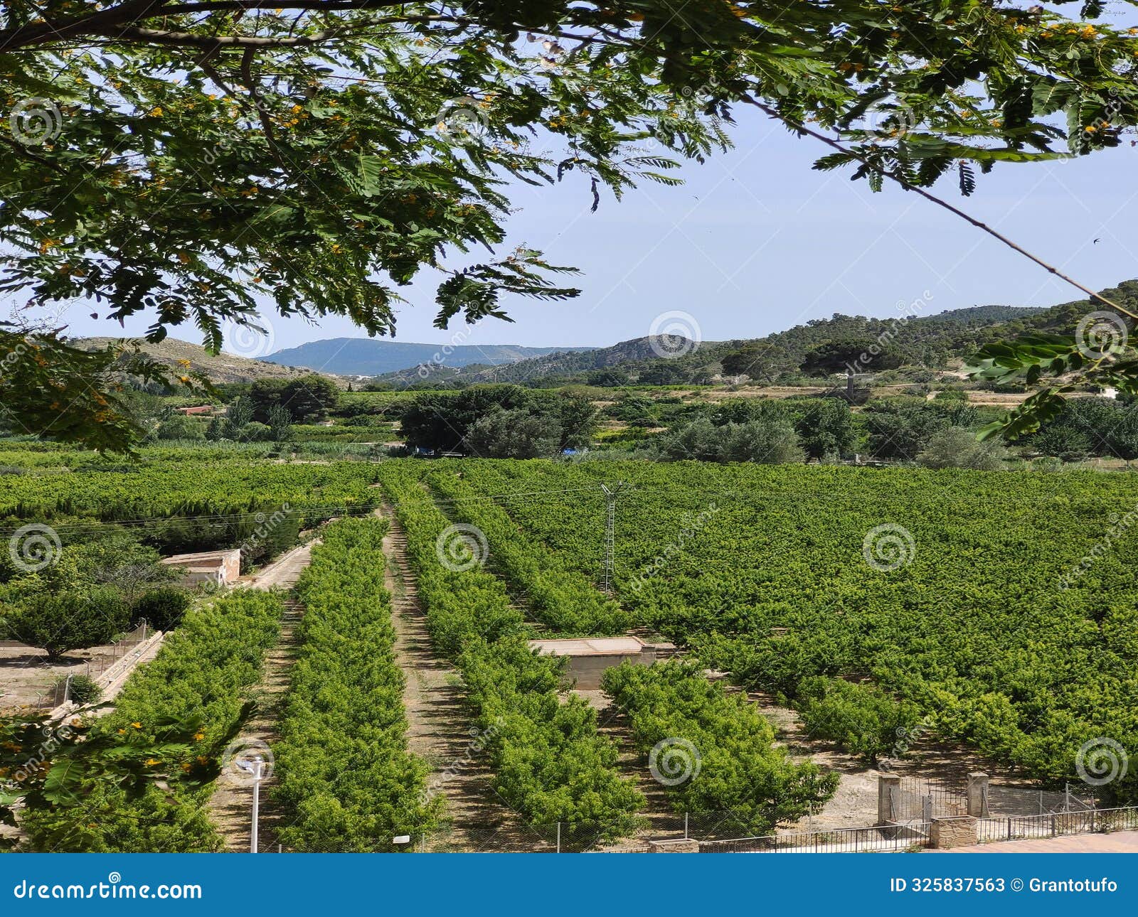 Agriculture in Spain stock image. Image of hill, agricultural - 325837563