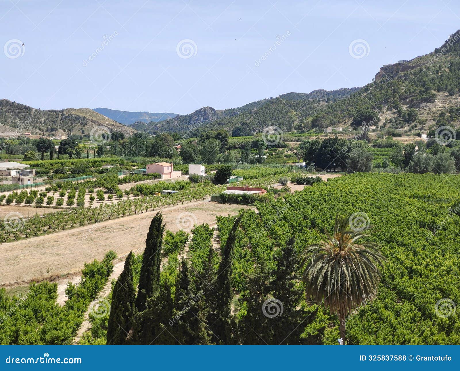Agriculture in Spain stock photo. Image of outdoor, tree - 325837588