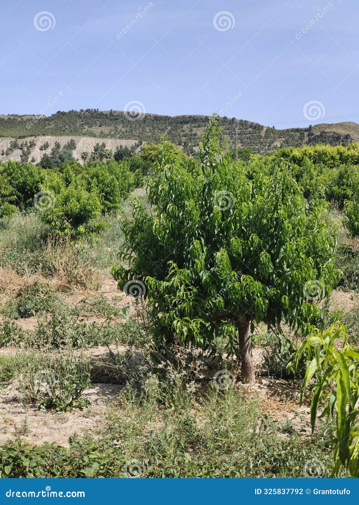 Agriculture in Spain stock photo. Image of green, agricultural - 325837792