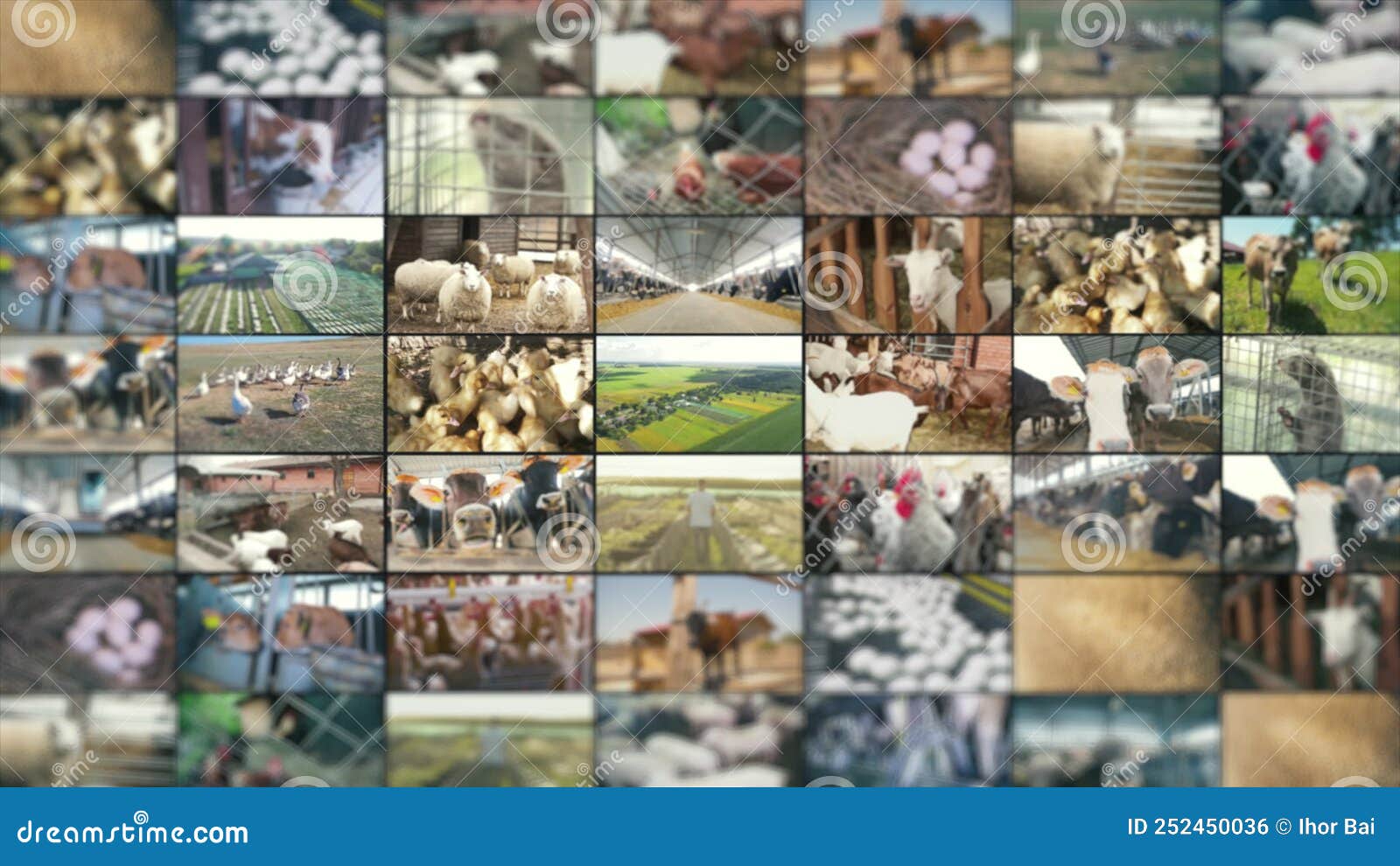 Agriculture Split Screen. Farm Split Screen. Animals on the Farm. Farm ...