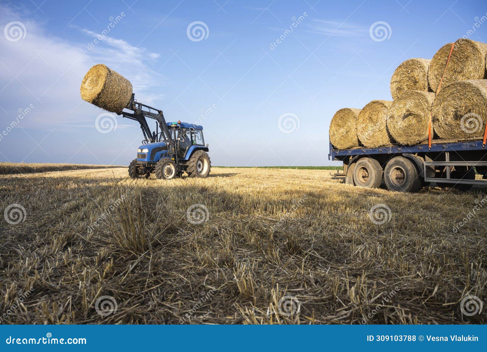 Agriculture Straw Wagon in Field Stock Photo - Image of driving ...
