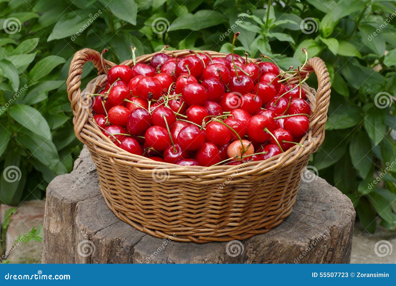 Agriculture, Sweet Cherry Fruit in Basket Stock Image - Image of juicy ...