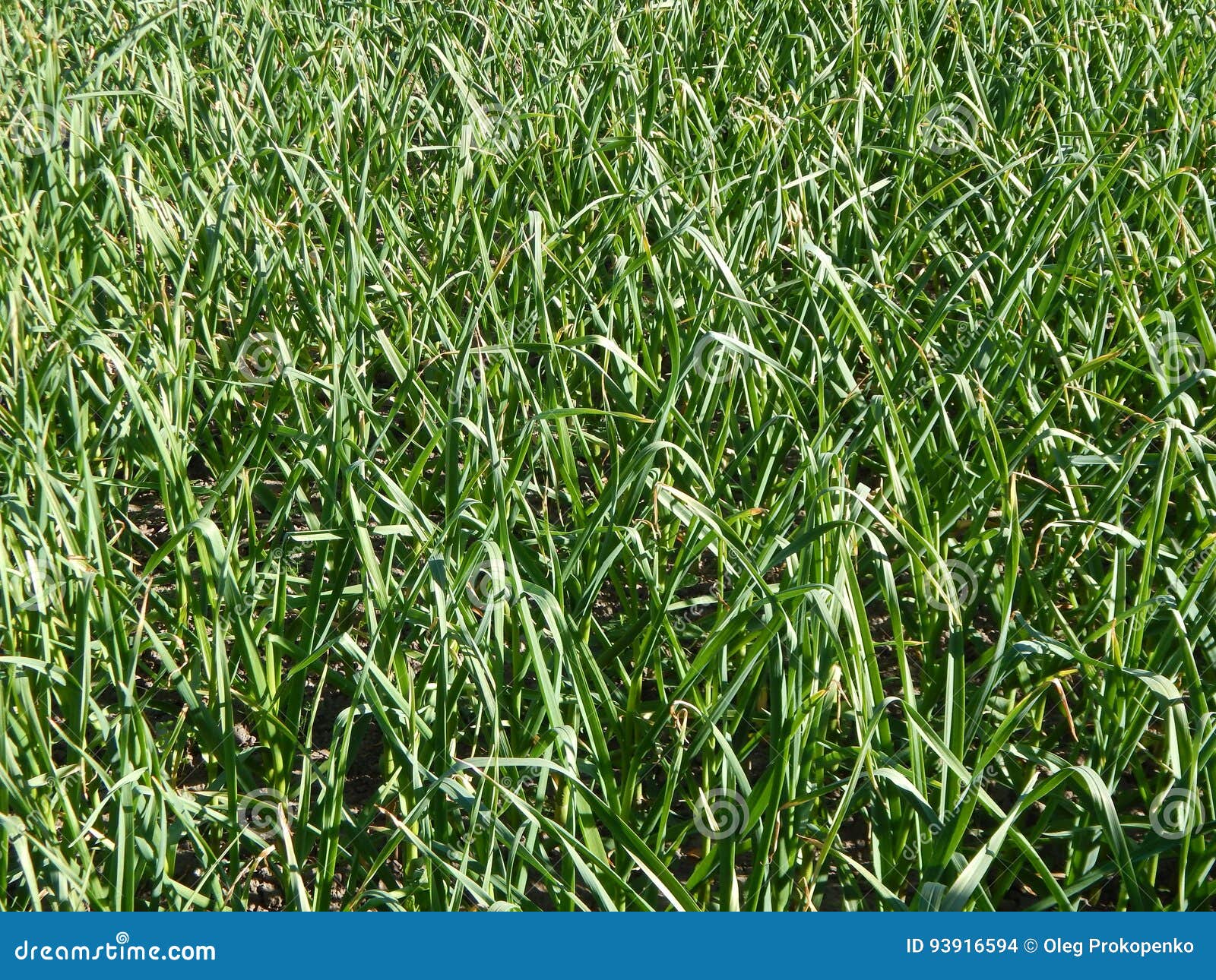 Agriculture Texture of Fields and Beds Stock Photo - Image of summer ...