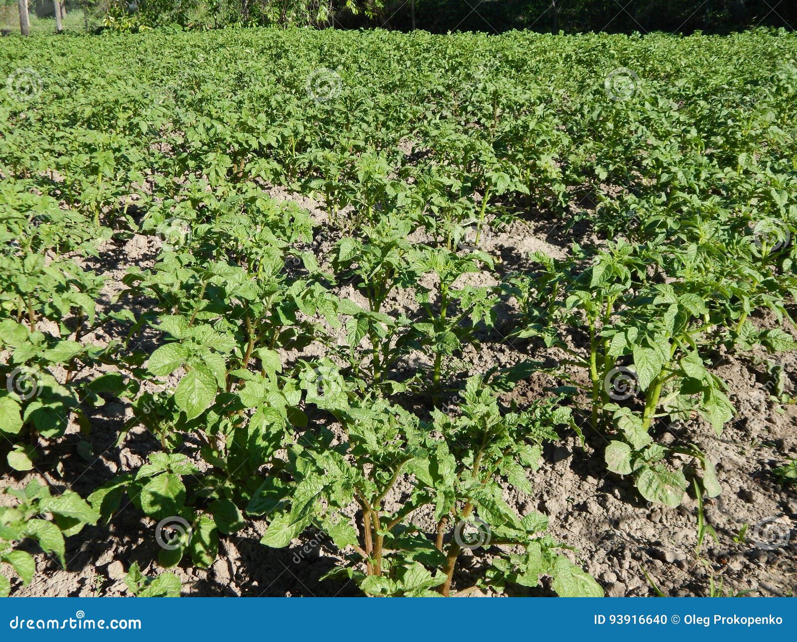 Agriculture Texture of Fields and Beds Stock Photo - Image of closeup ...