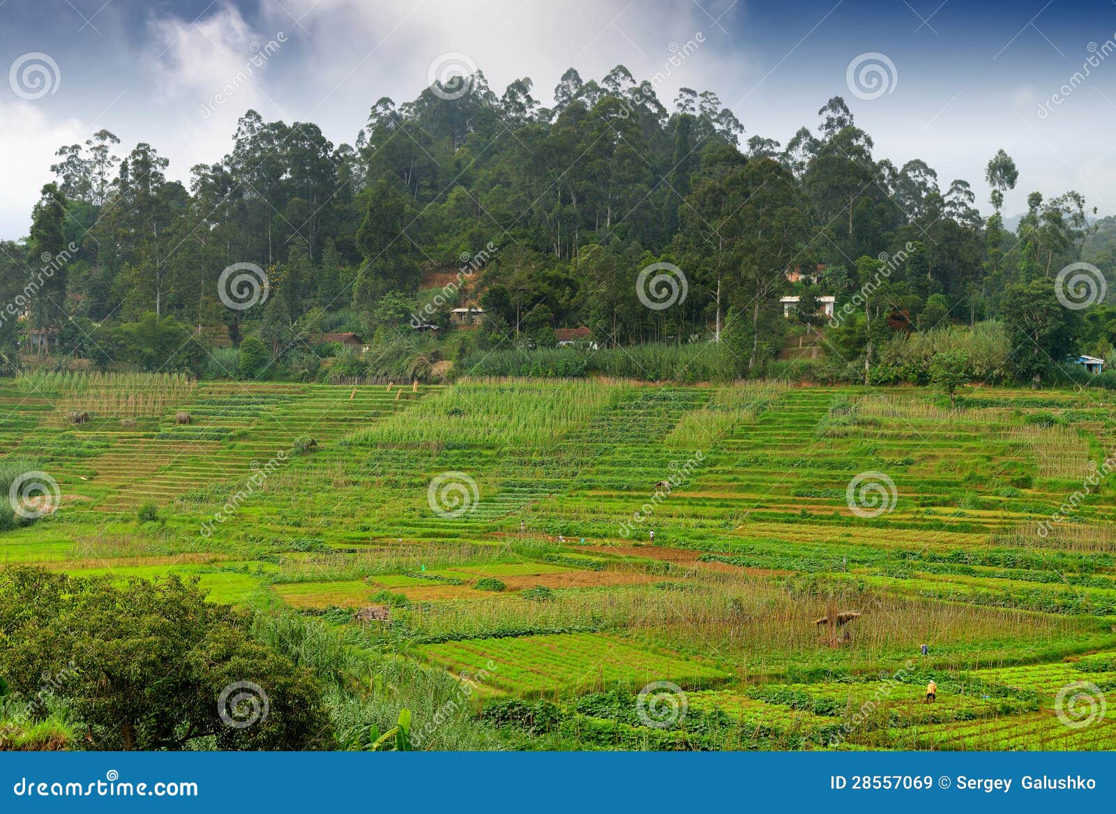 Agriculture in the tropics stock image. Image of foliage - 28557069